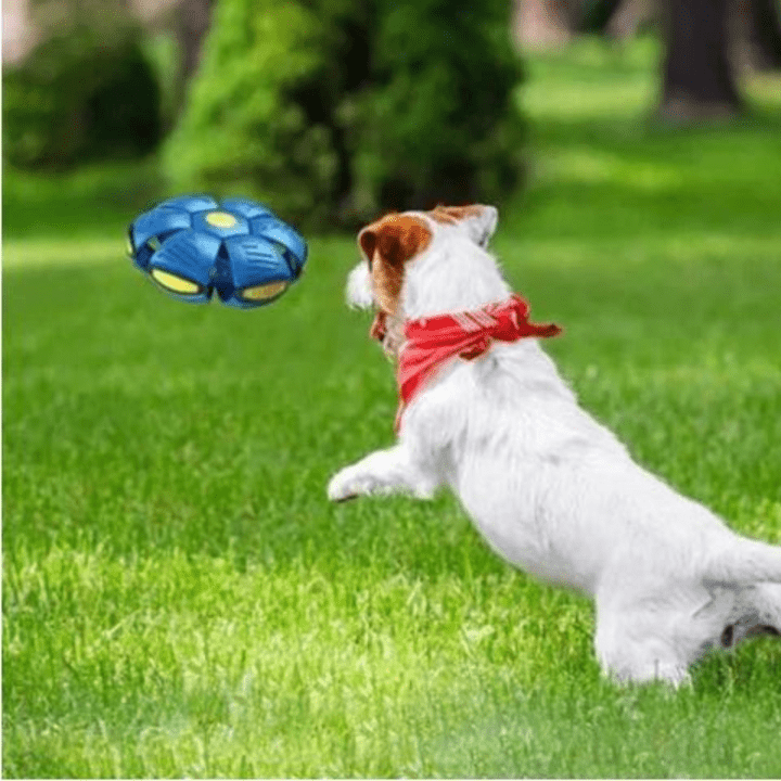 Interactive Flying Dog Toy – Glizm