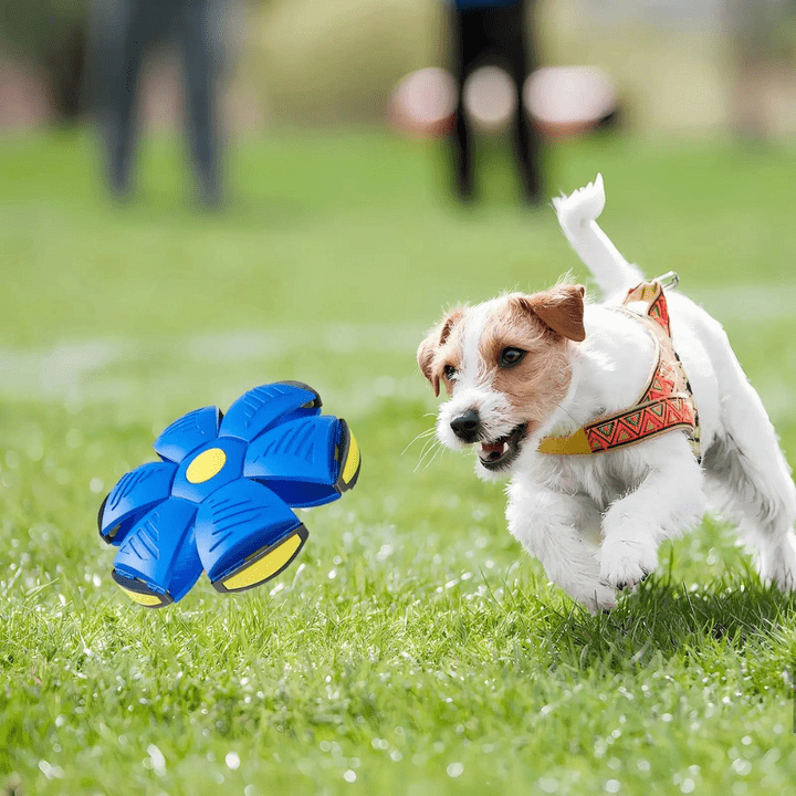 Interactive Flying Dog Toy – GLIZM